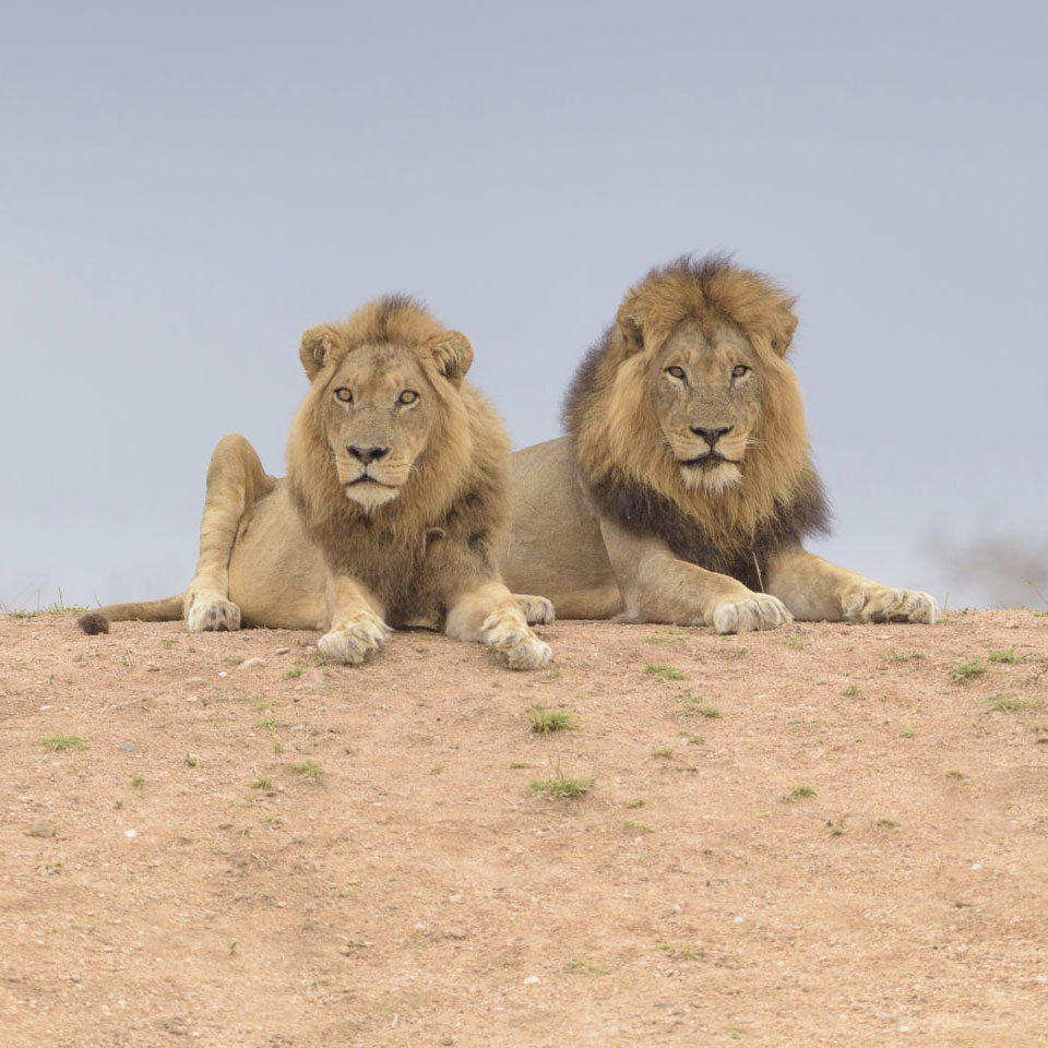 Il Gruppo WIIT - WIIT